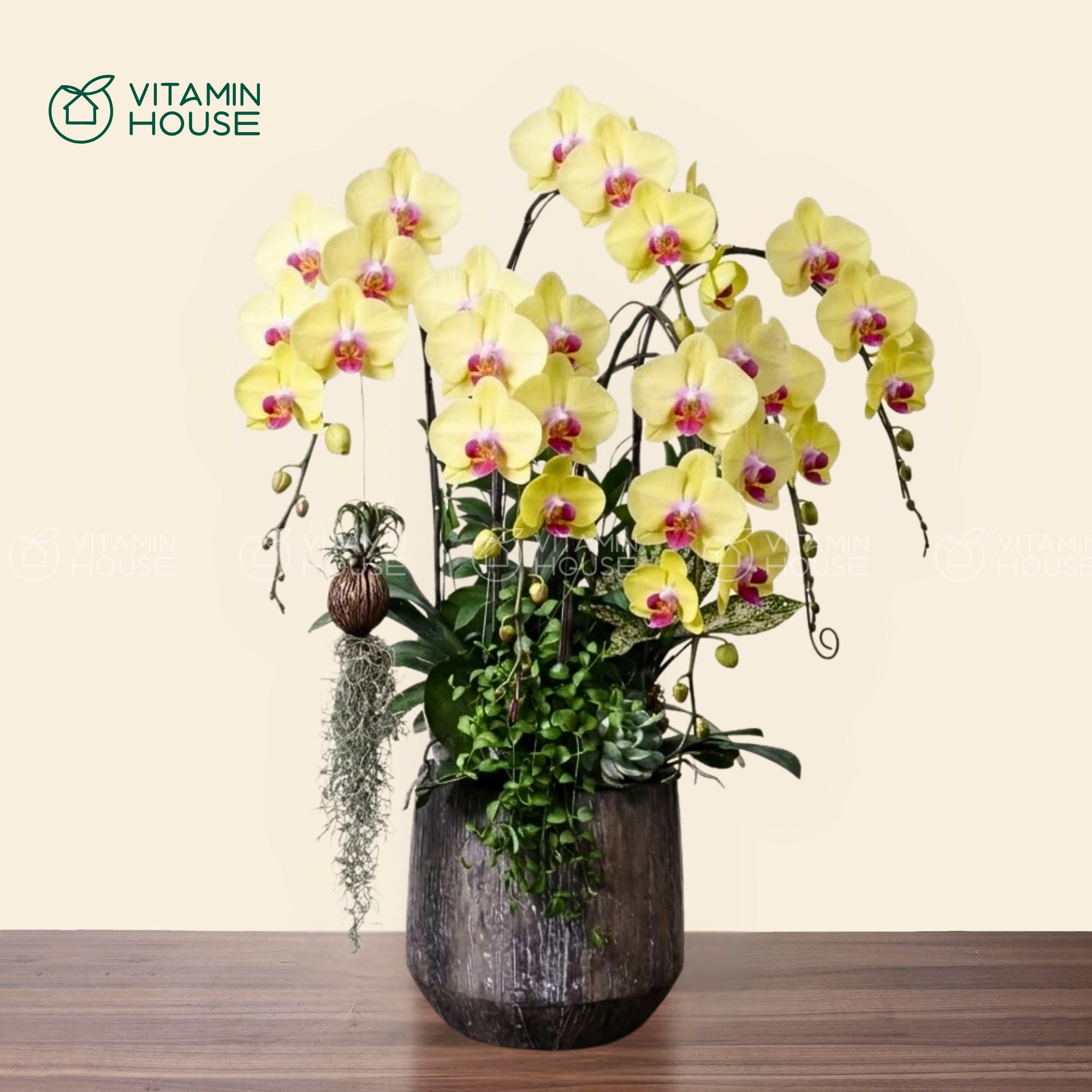 Chậu Lan Hồ Điệp Đà Lạt Vàng 6 Cành